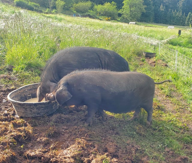 Home Shop All Recipes About Instagram Gift card More